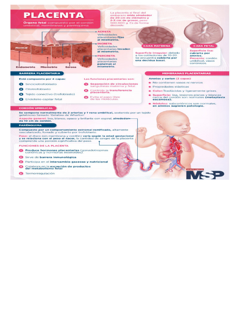 Placenta | PDF