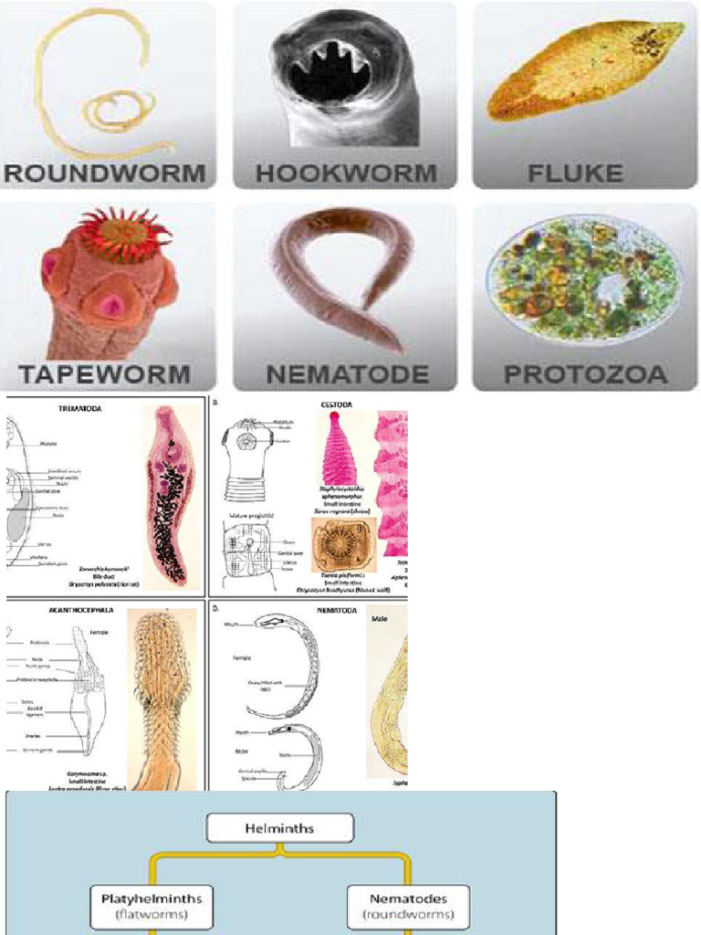 Helminthiasis Life Cycle Roundworms | PDF