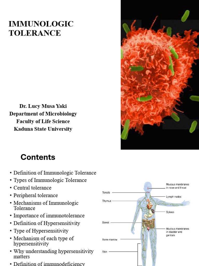 Immunological Tolerance and Hypersensitivity | PDF | Immune Tolerance | T Cell