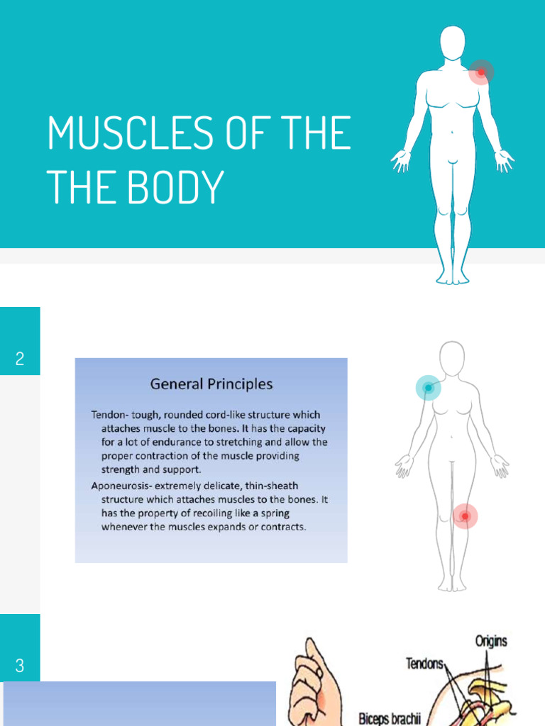 Muscle Anatomy PPT | PDF