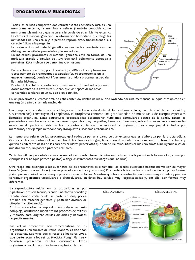 Diferencias entre Procariotas y Eucariotas | PDF | Biología Celular ...
