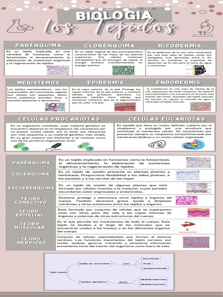 Trabajo 06 Tejidos | PDF | Biología Celular) | Raíz