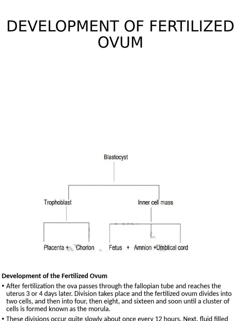 Development of Fertilized Ovum | PDF | Anatomy | Developmental Biology
