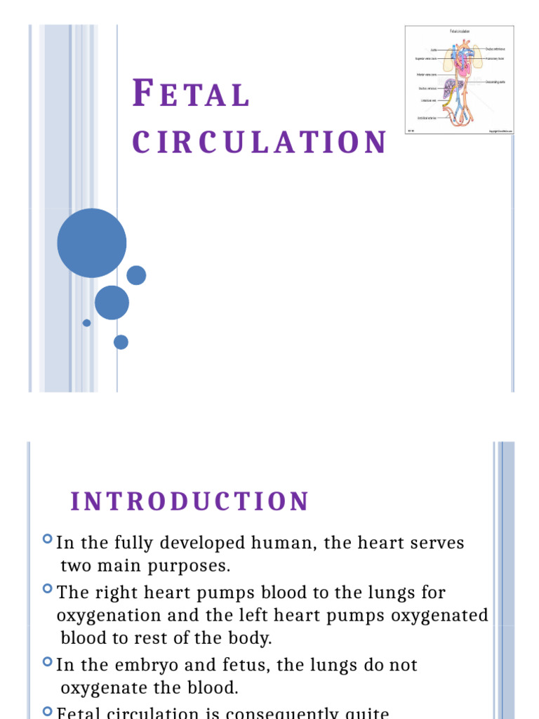 FETAL CIRCULATION | PDF | Circulatory System | Fetus