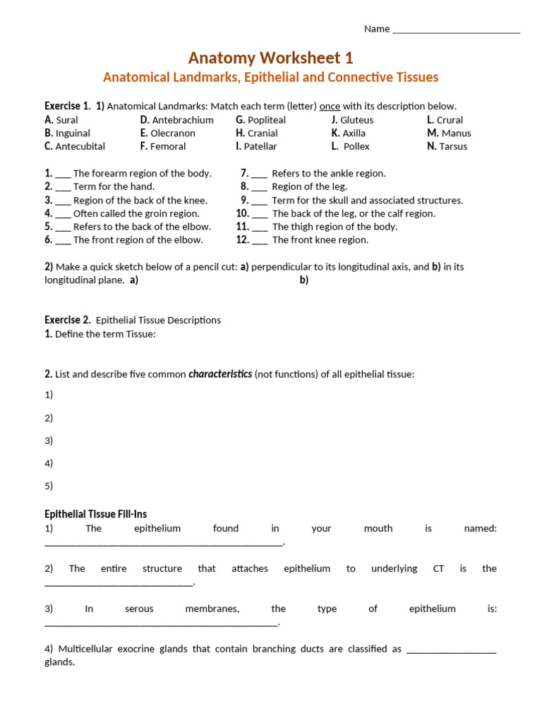 Anat WKST 1 Intro & Tissues | PDF | Epithelium | Anatomy