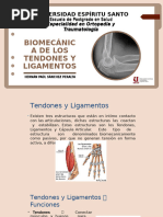 Modelo de Hill en contracción muscular | PDF | Músculo esquelético | Actina