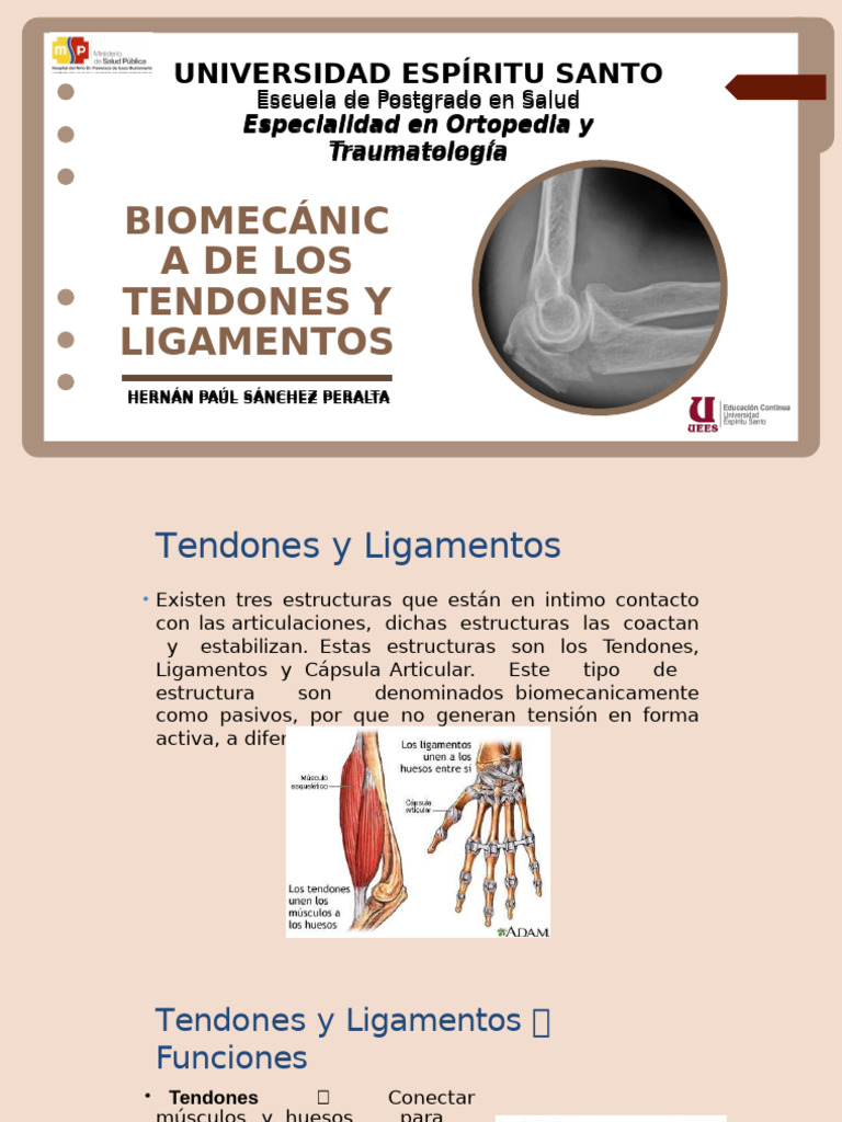 Biomecánica de Tendones y Ligamentos | PDF | Tendón | Colágeno