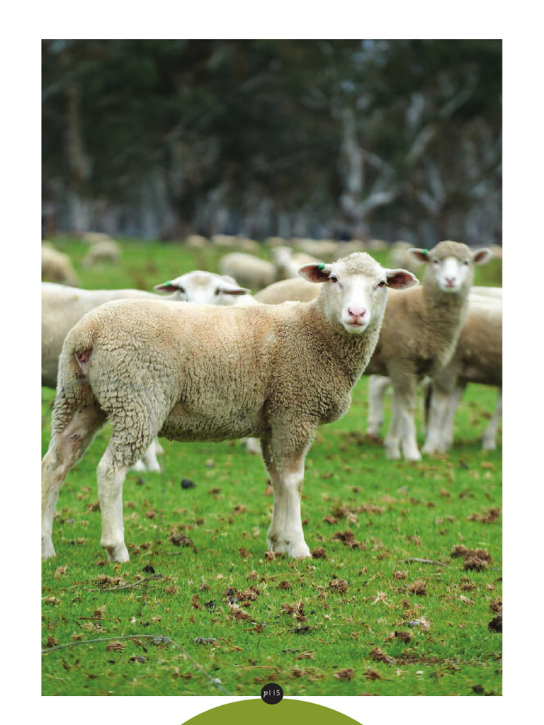 LAMB & SHEEP MEAT-products-pg-115-142 | PDF | Lamb And Mutton | Vertebra