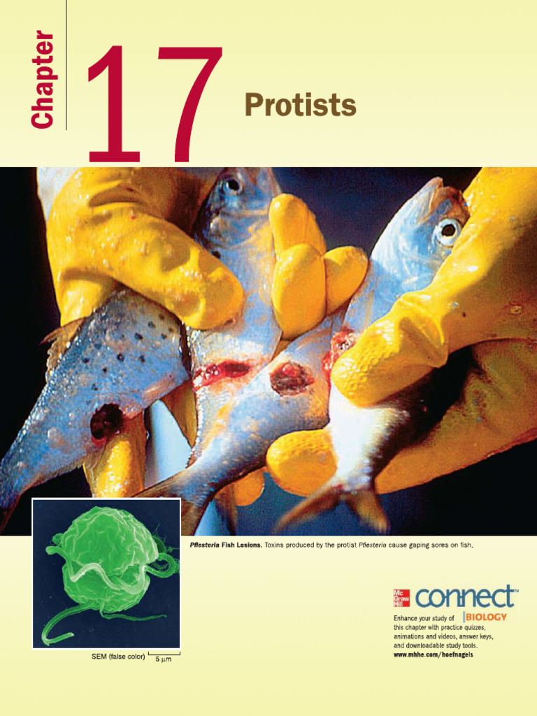 Protist 17 | PDF