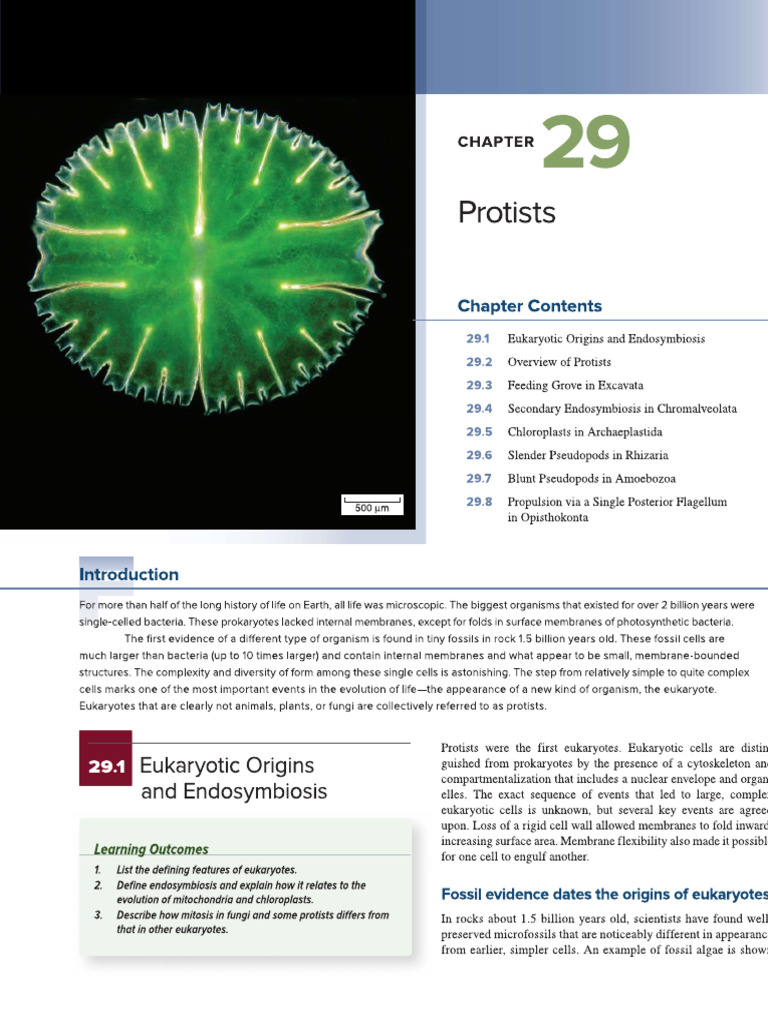 Protist 29 | PDF