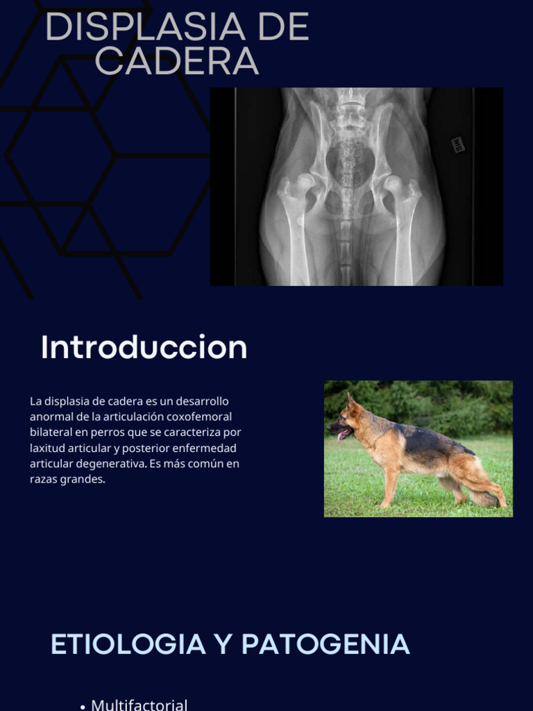 Displasia de Cadera en Perros: Guía Completa | PDF | Perros ...