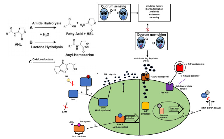 Quorum Quenching Mechanisms Explained | PDF | Biochemistry | Chemistry