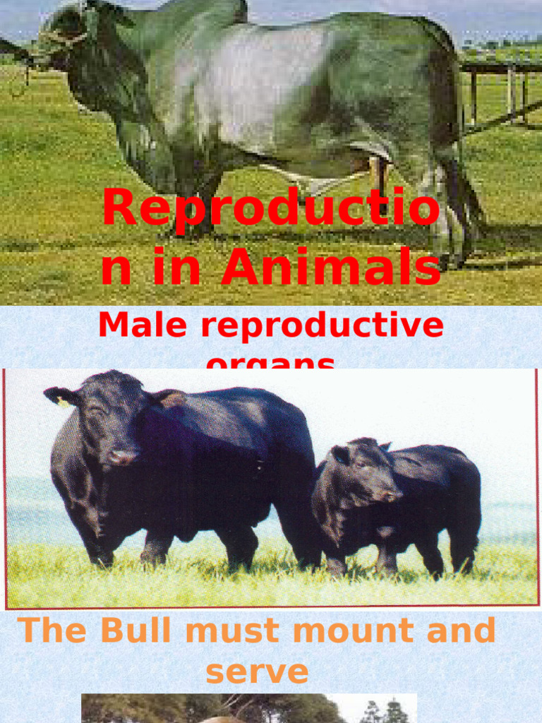 Animal Reproductive Systems Explained | PDF | Menstrual Cycle ...