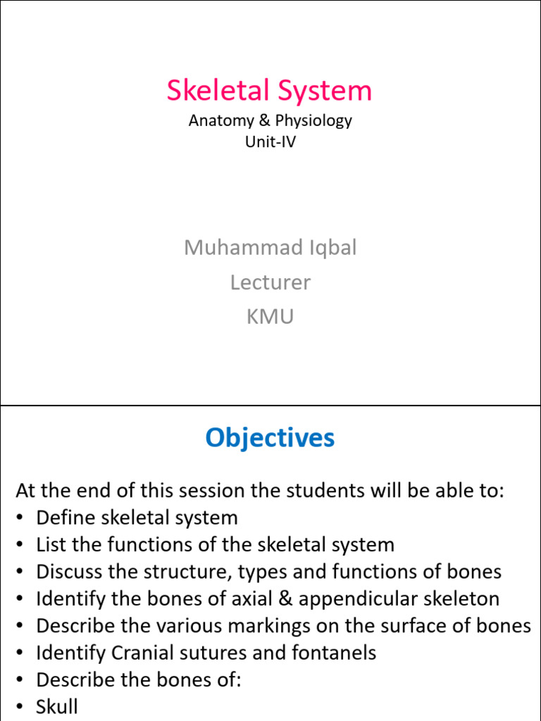 A & P Unit 4 Skeletal System | PDF | Skull | Osteoblast