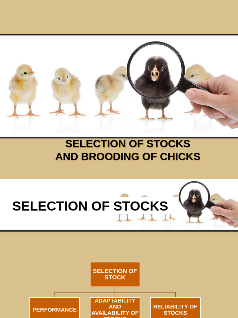 Selection of Stocks and Brooding of Chicks | PDF | Birds | Poultry Farming
