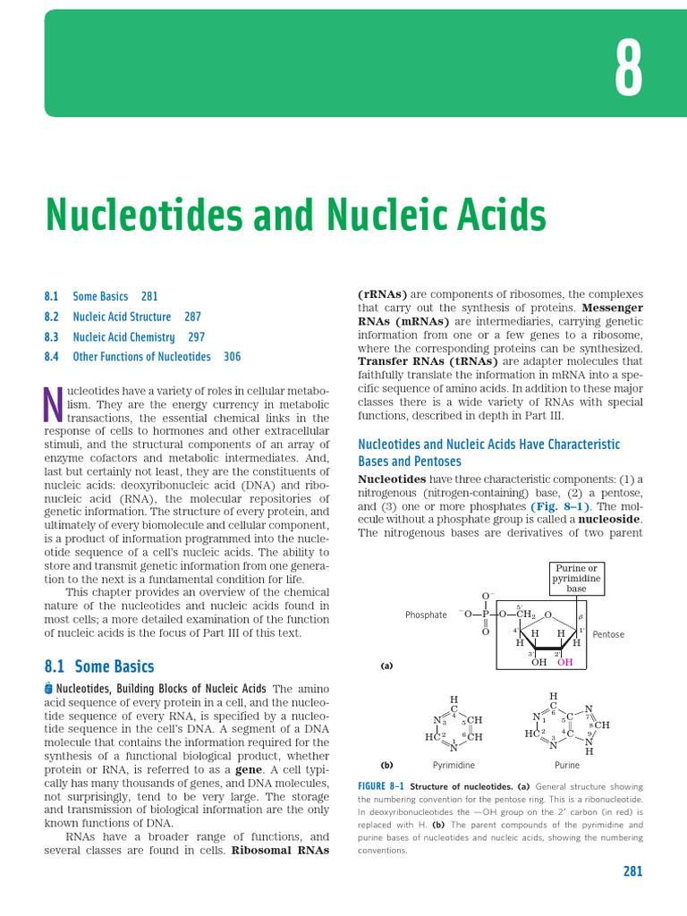 Lehninger Principles of Biochemistry Chapter 8 Nucleotides and Nucleic Acids | PDF | Nucleotides ...