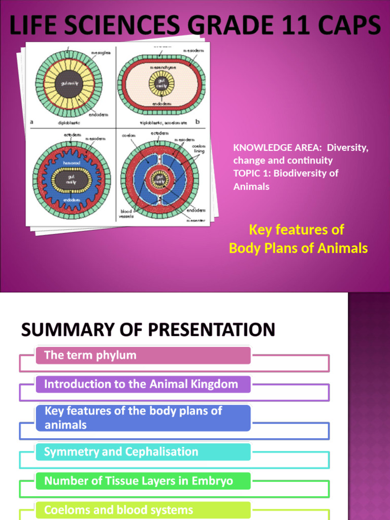 PP12 Biodiversity of Animals 1453879570 2 | PDF | Anatomy | Biology