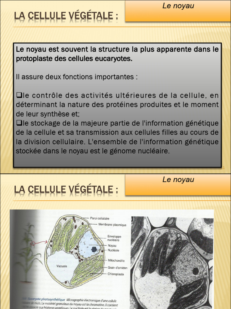 Structure et fonctions du noyau et des vacuoles | PDF