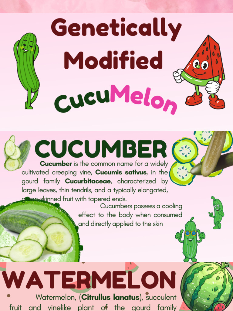 Genetically Modified Cucumelon Traits | PDF