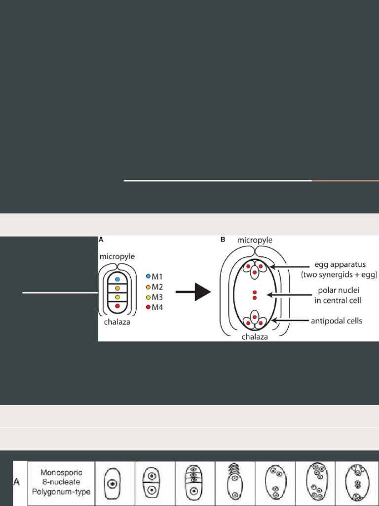 Types of Embryo Sac | PDF