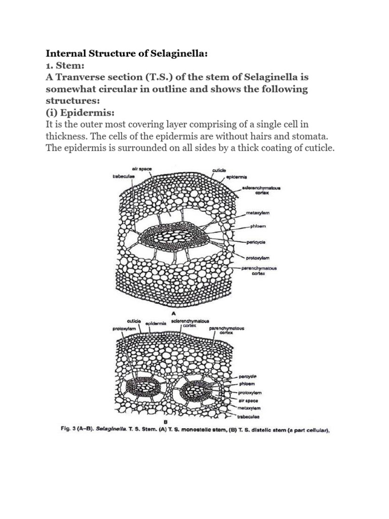 BOT127 - Internal Structure of Selaginella | PDF | Leaf | Plant Stem