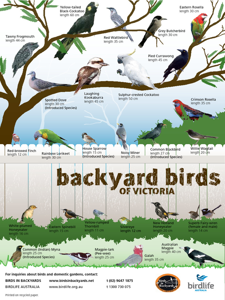 Backyard Birds Vic Poster | PDF | Birds | Ornithology
