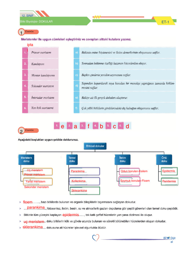 BİTKİ BİYOLOJİSİ Dokular ET-1 CVP | PDF