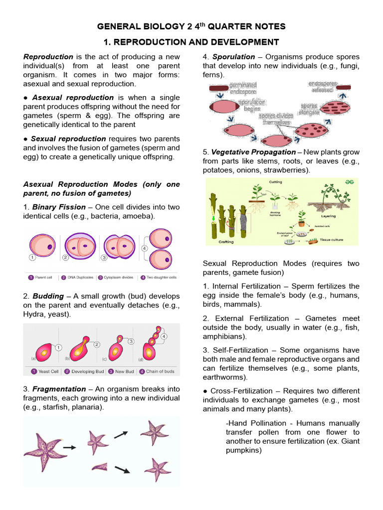 1 Reproduction and Development | PDF | Fertilisation | Sexual Reproduction