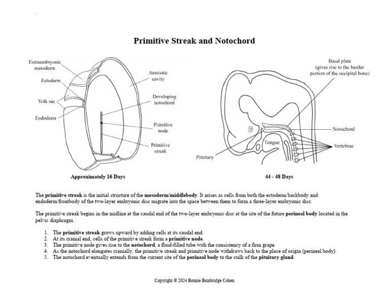 Primitive Streak and Notochord | PDF