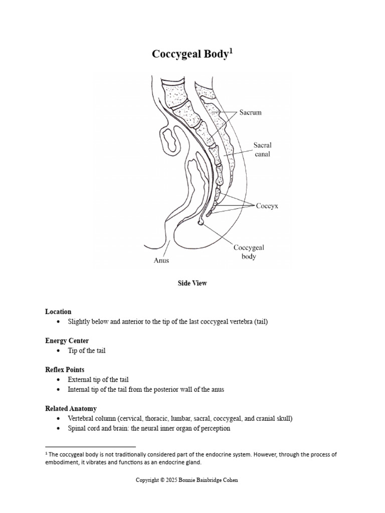 Coccygeal Body | PDF
