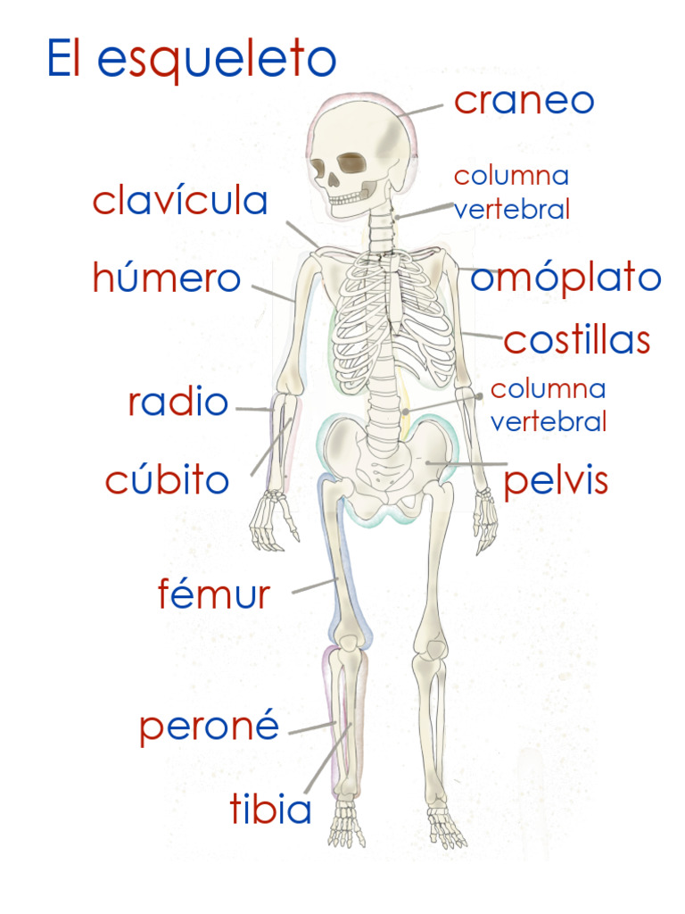 El Esqueleto Poster 2 | PDF