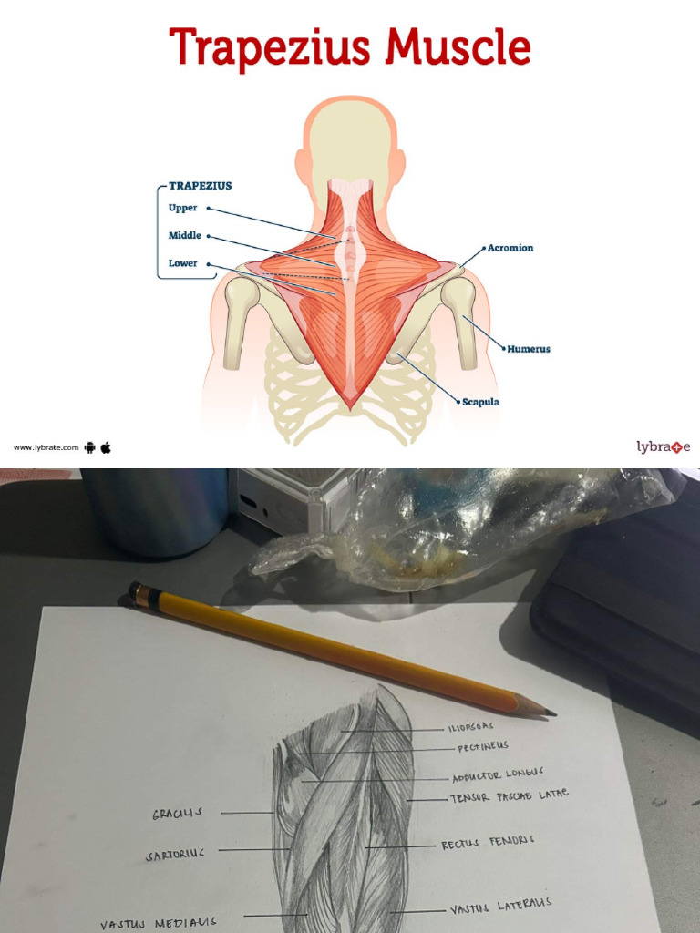 Muscular Drawing | PDF