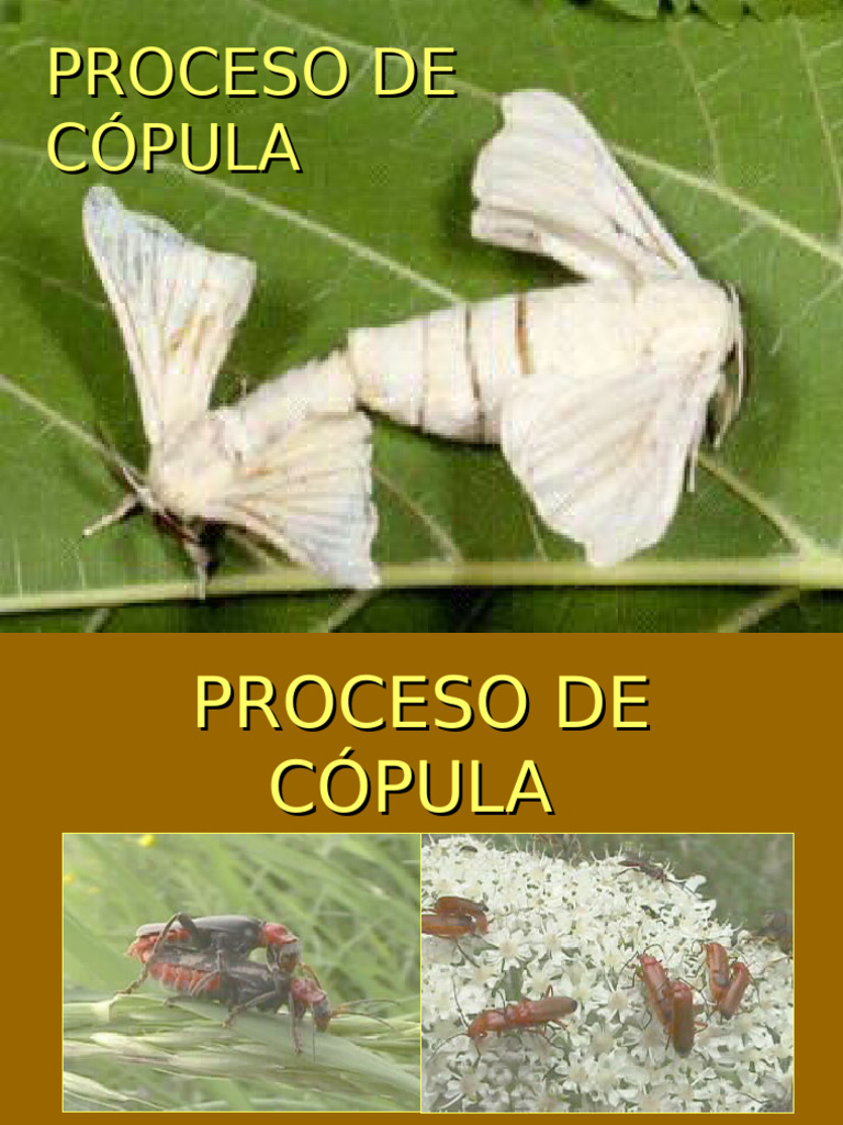 Proceso de Cópula y Reproducción Insectos | PDF | Huevo | Lepidópteros