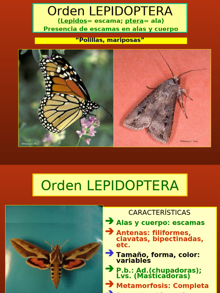 LEPIDOPTERA | PDF | Polilla | Mariposa