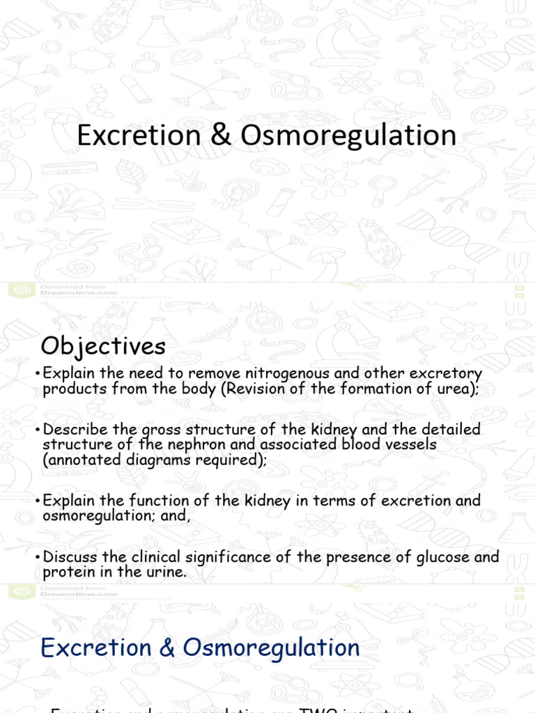 Grade 13 Excretion & Osmoregulation | PDF | Kidney