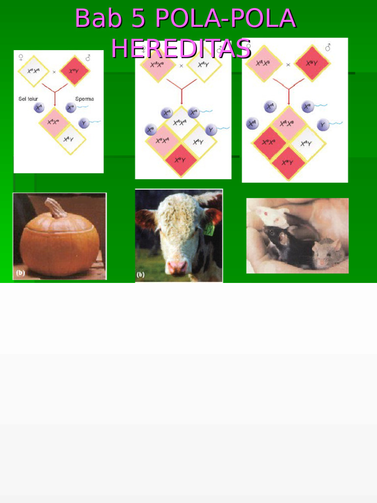 Bab 5 Pola-pola Hereditas | PDF