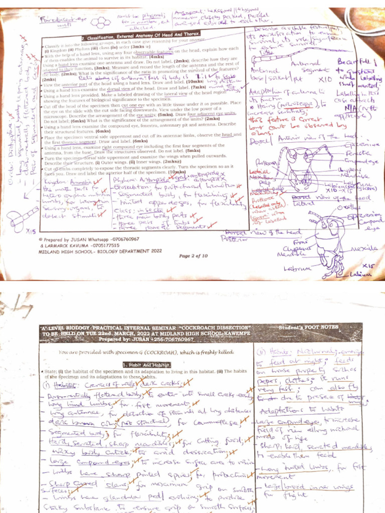 cockroach dissection @Jusan | PDF
