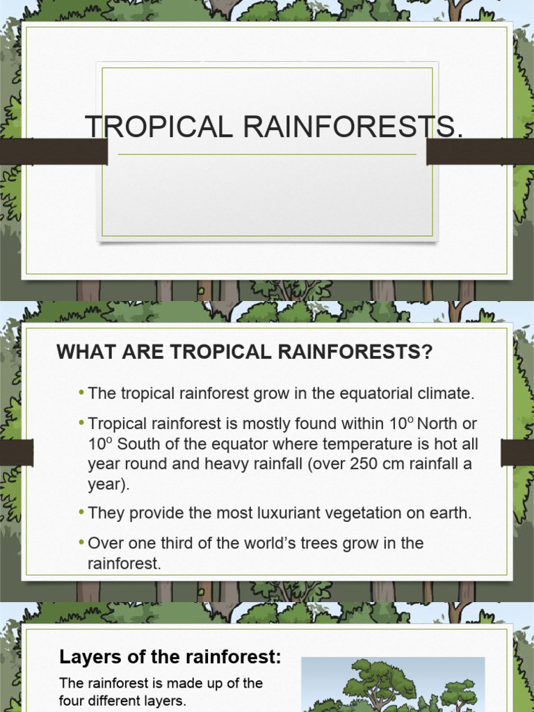Four Layers of Tropical Rainforest | PDF | Rainforest | Botany