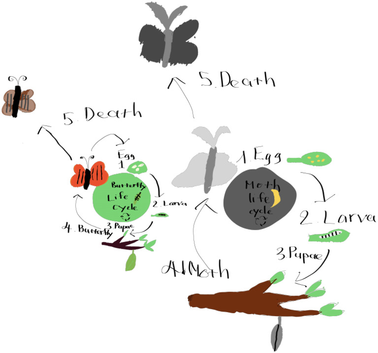 Moth and Butterfly Life Cycle | PDF