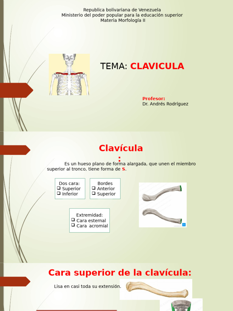 Anatomía y Funciones de la Clavícula | PDF