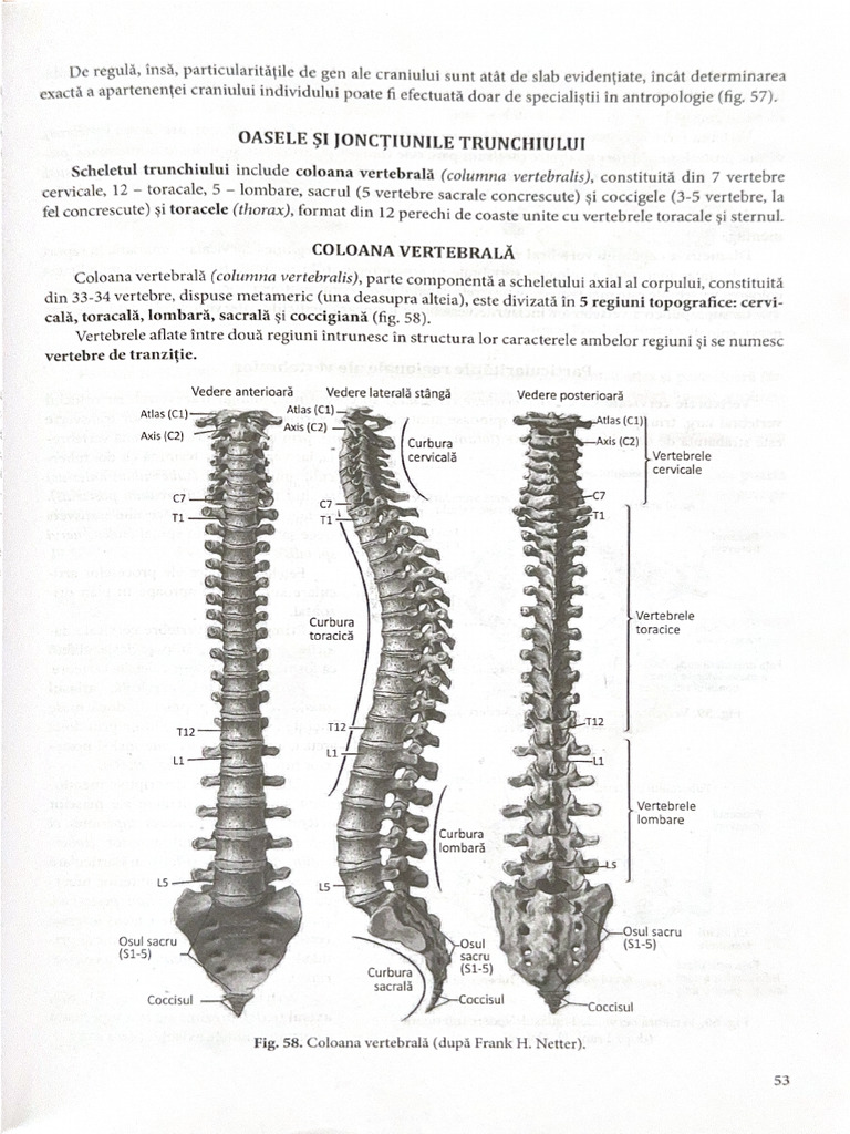 Oasele Si Jonctiunile Trunchiului2 | PDF