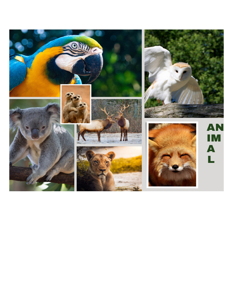 Animals | PDF