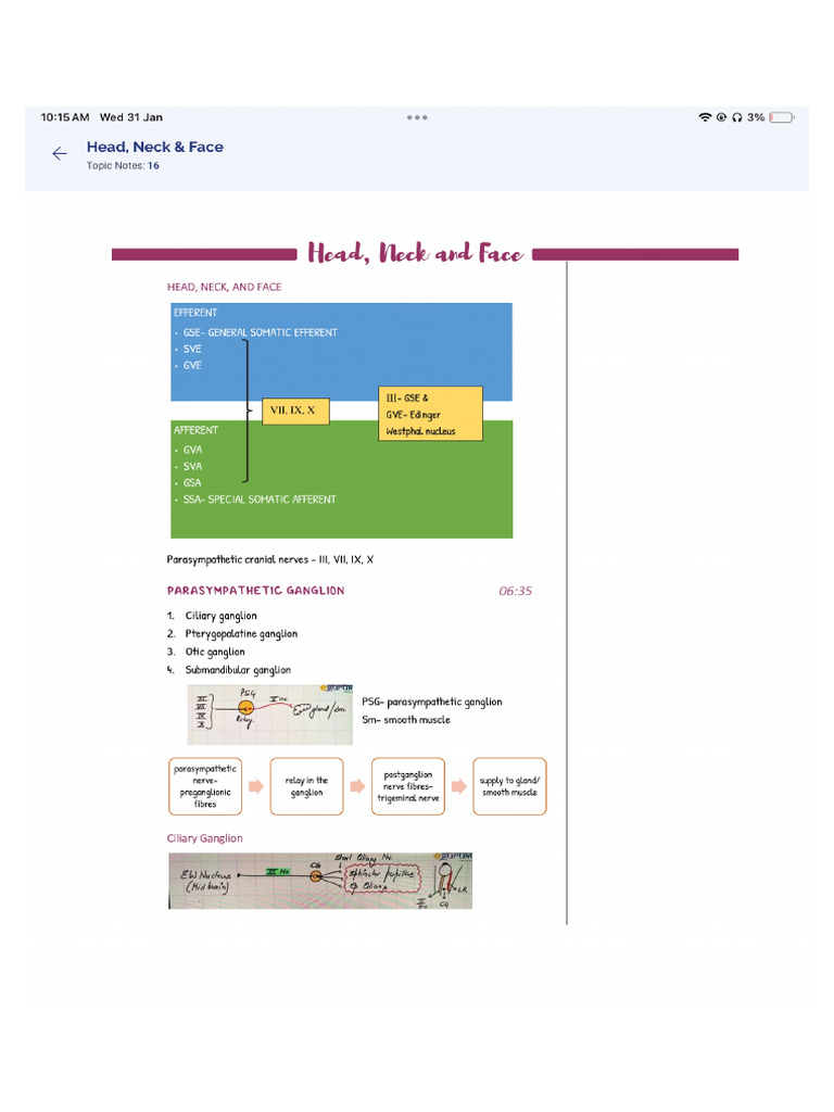 head, neck, face anatomy | PDF