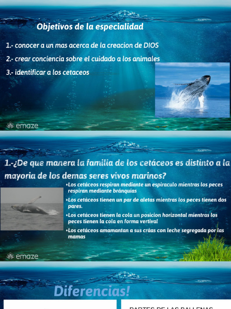 CETACEOS | PDF