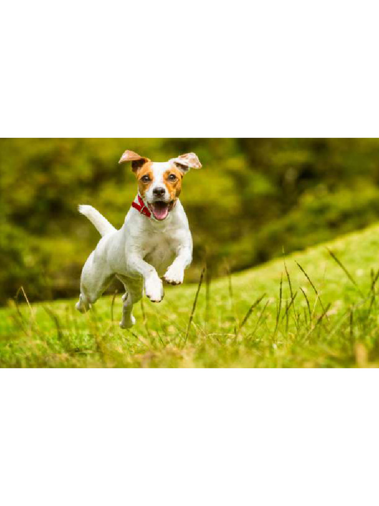 Dog | PDF
