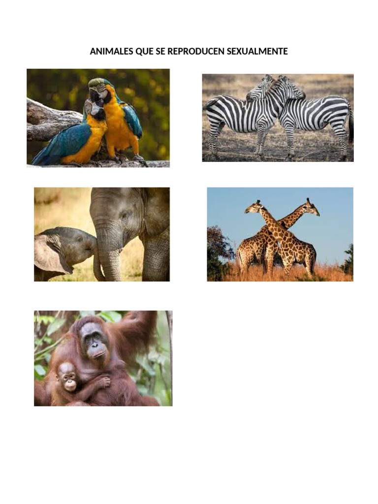 Animales Que Se Reproducen Sexualmente | PDF