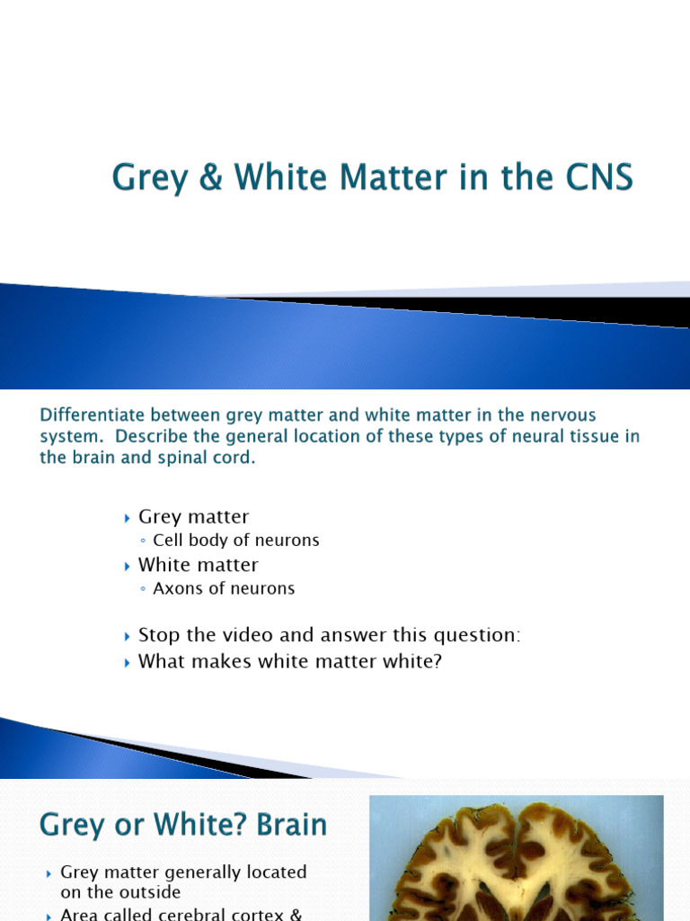 CNS Gray and White Matter Overview | PDF