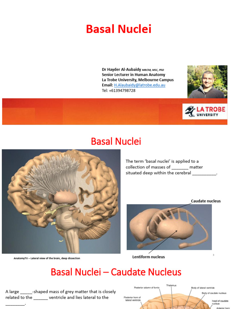 4.3 - Basal Nuclei Anatomy | PDF | Basal Ganglia | Cerebrum