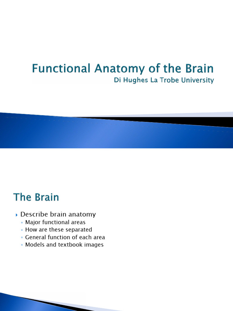 4.1 - Functional Anatomy of The Brain | PDF | Cerebral Cortex ...