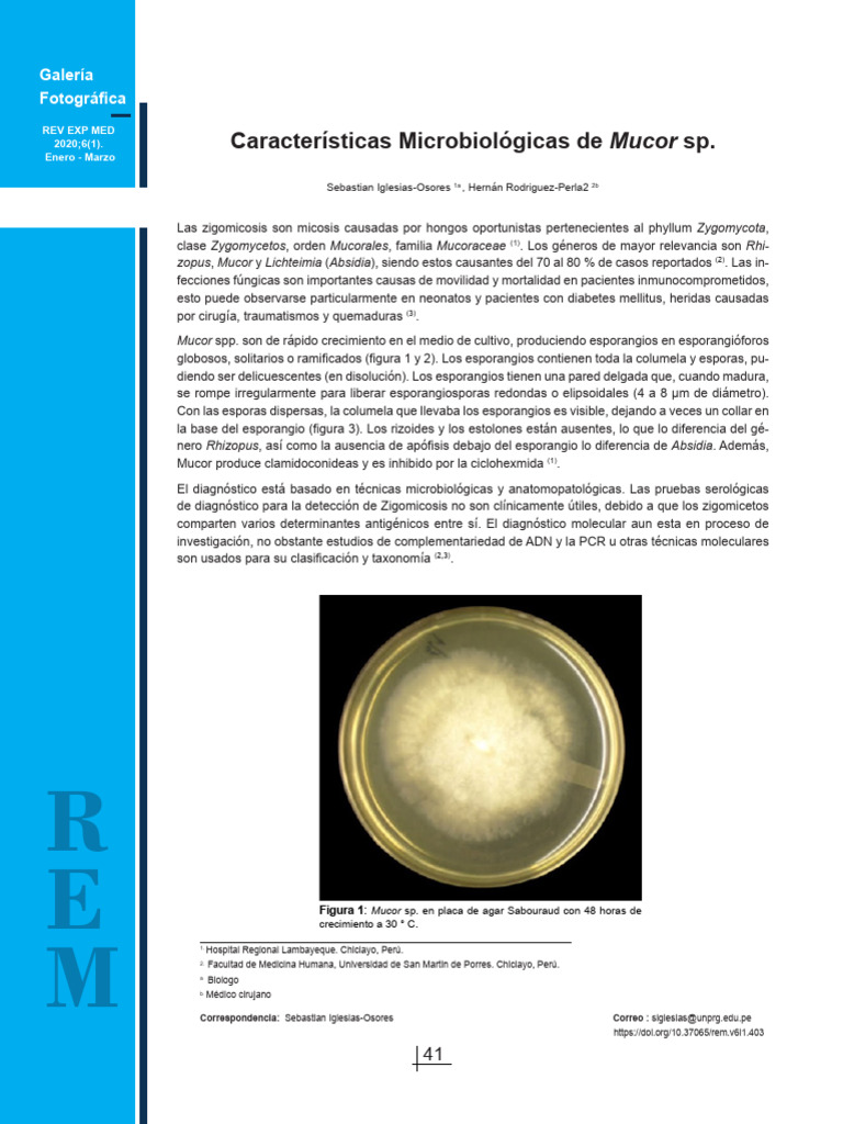 SOTOCVOJS,+GF Mucor 41 42 | PDF | Micología | Hongo